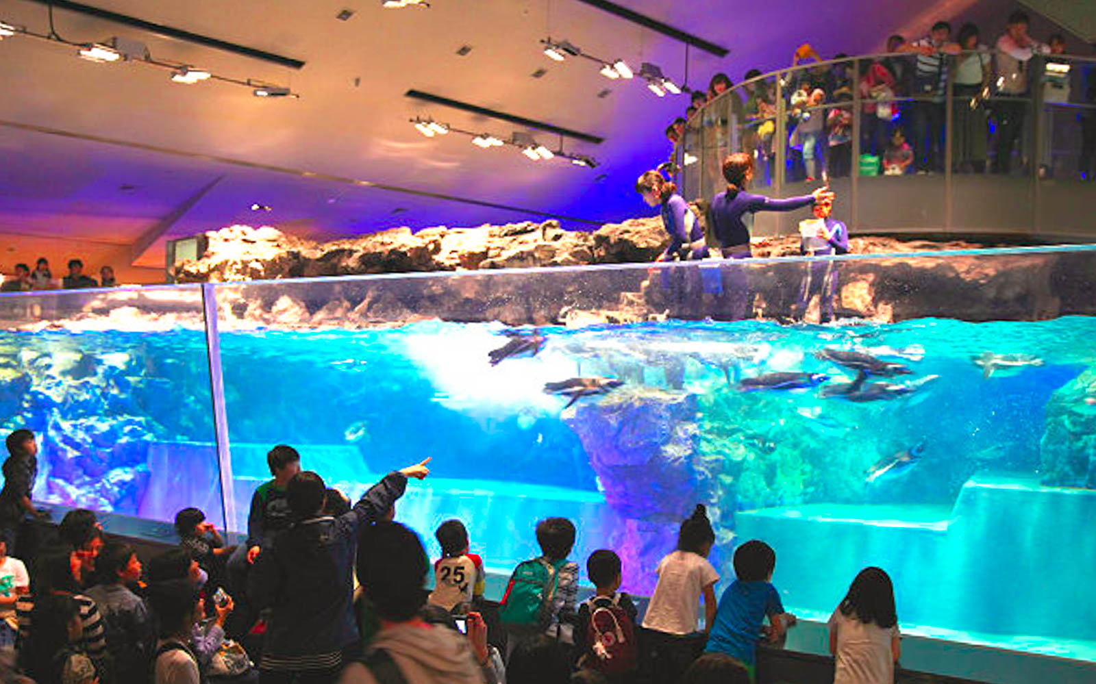 Sumida Aquarium Tokyo Tickets 2023 | Exclusive Deals